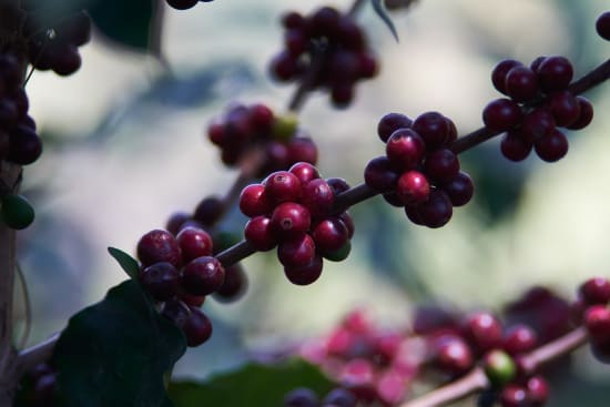 Brew'dolph is here! Christmas coffee has arrived – Groundskeeper Willie